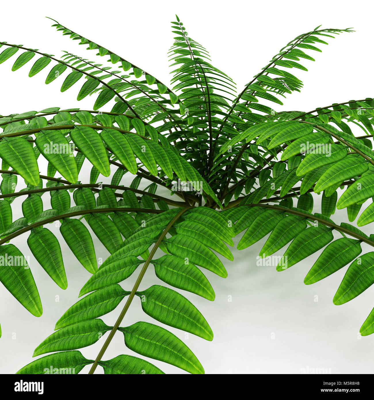 Isolated ferns hi-res stock photography and images - Alamy