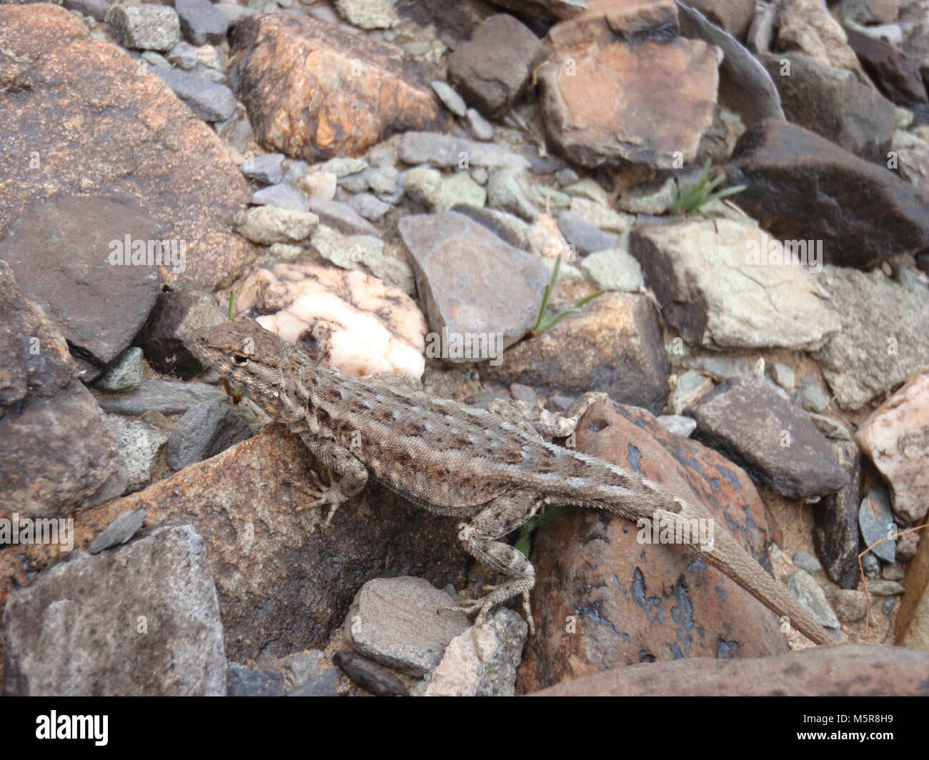 Side blotched lizard (Genus Uta Stock Photo - Alamy