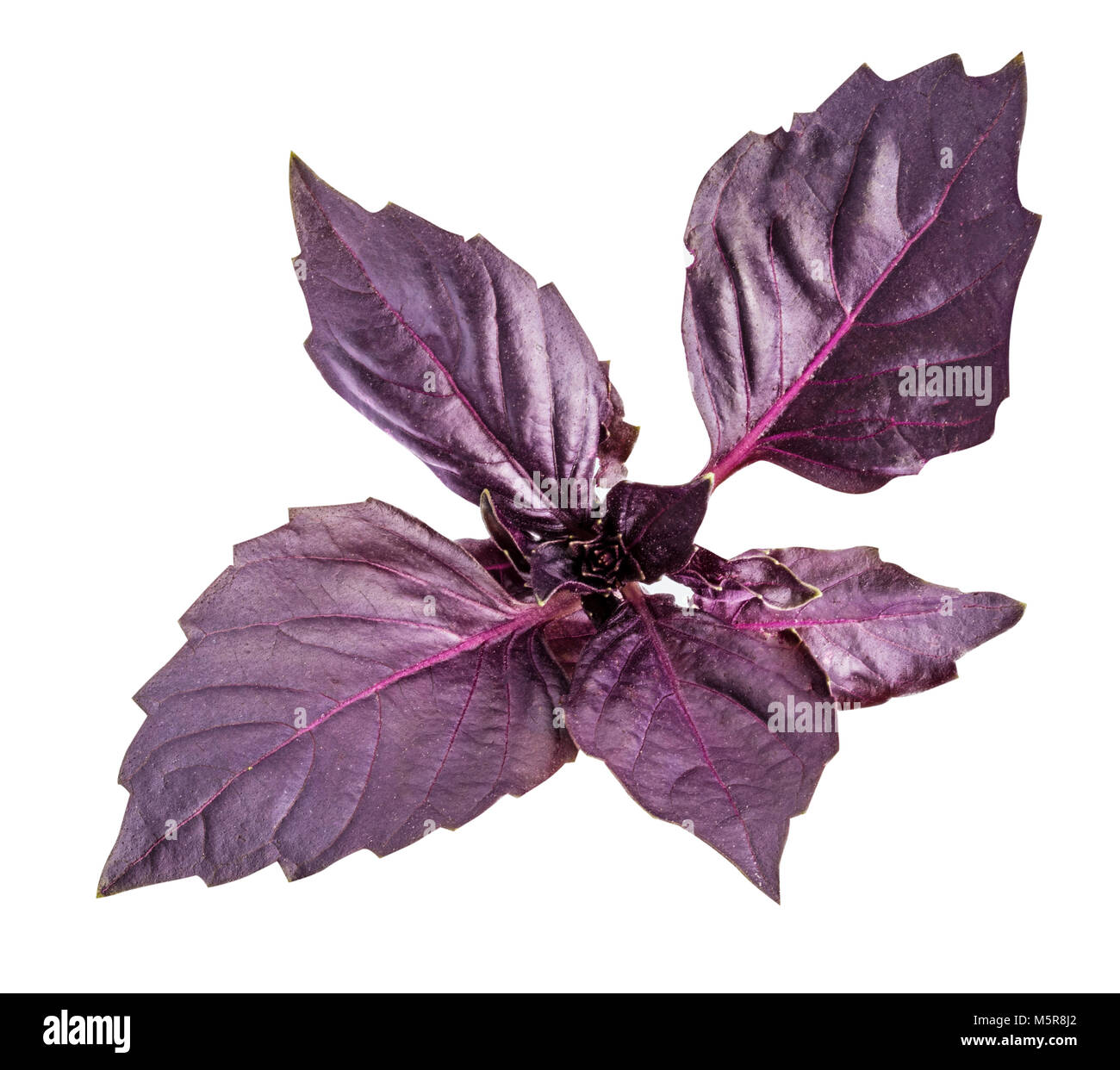 Fresh red basil herb leaves isolated on white background. Purple Dark ...