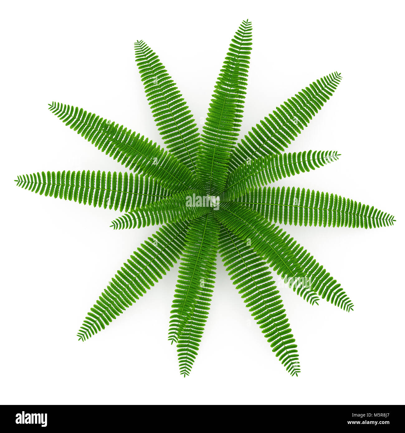 Fern isolated on white. Top view. 3D illustration Stock Photo - Alamy