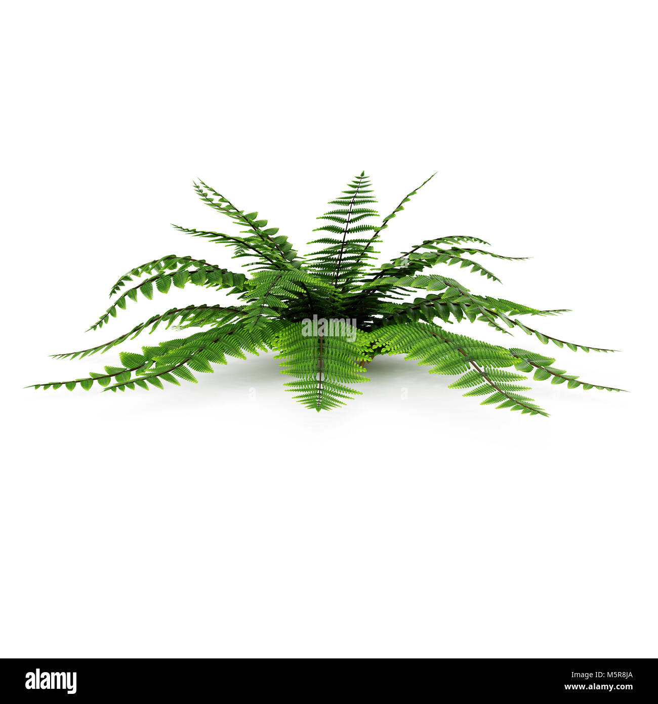 View green fern leaves Cut Out Stock Images & Pictures - Alamy