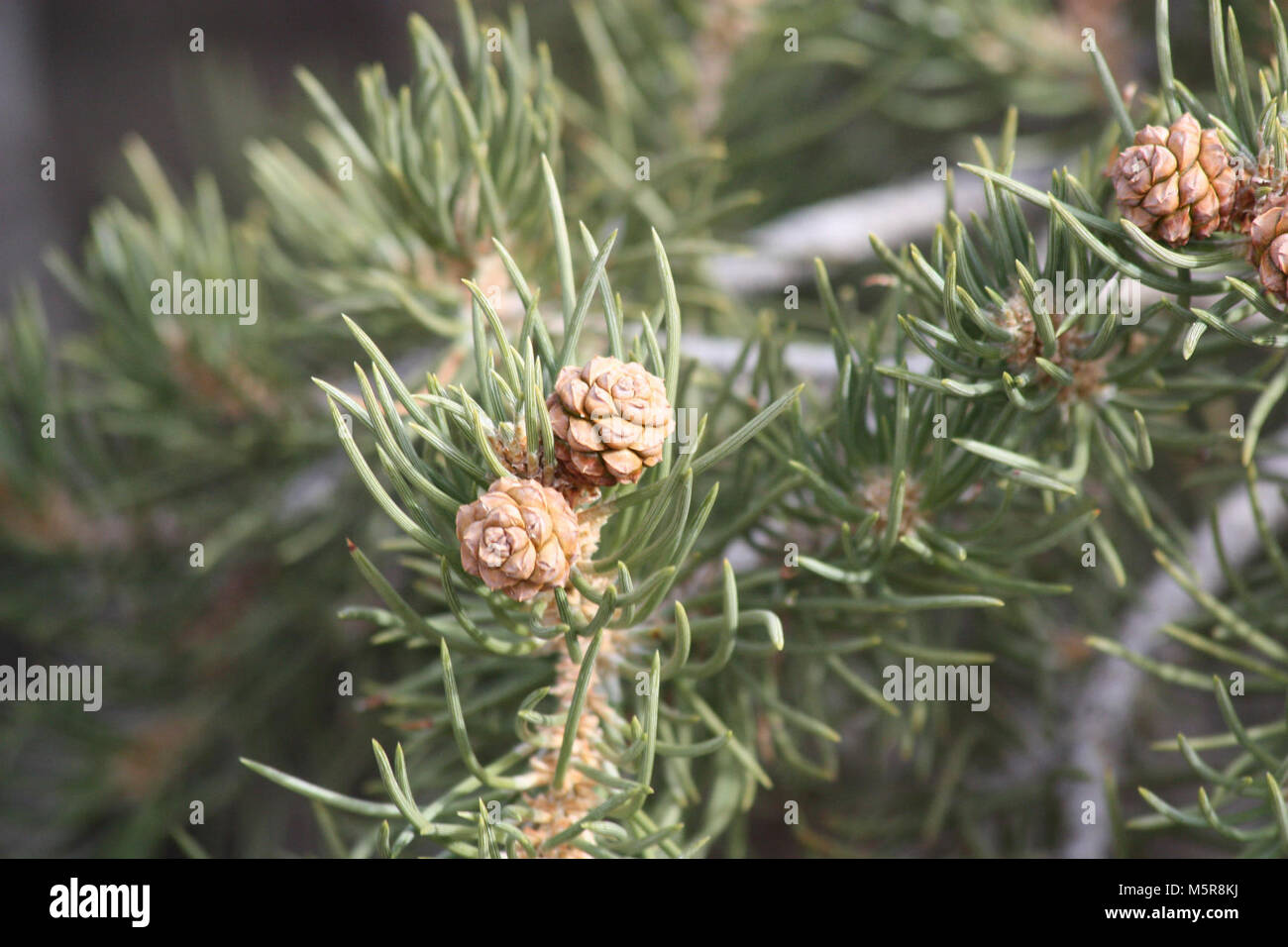 Single-leaf pine (Pinus monophylla) cones; Split Rock Loop Trail Stock ...