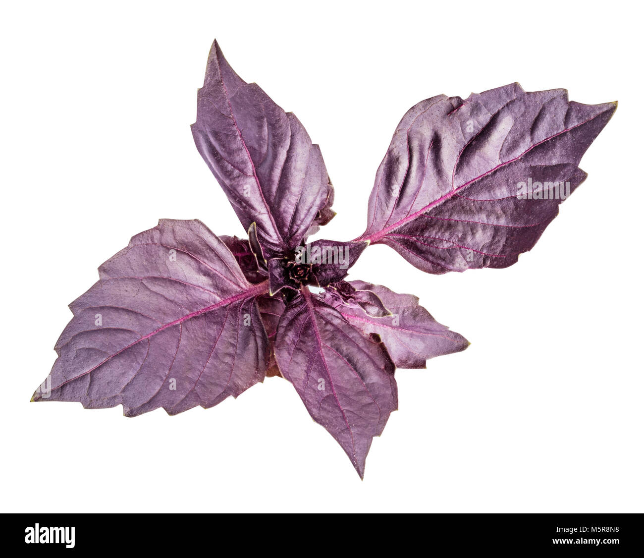 Fresh red basil herb leaves isolated on white background. Purple Dark ...