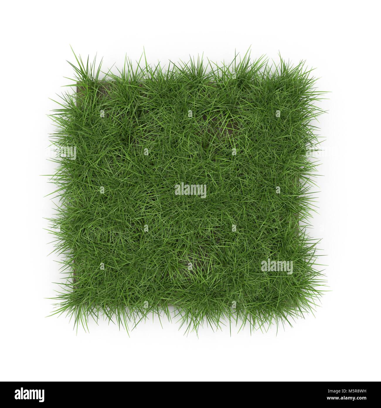 Square of Ryegrass Grass field over white. Top view. 3D illustration ...