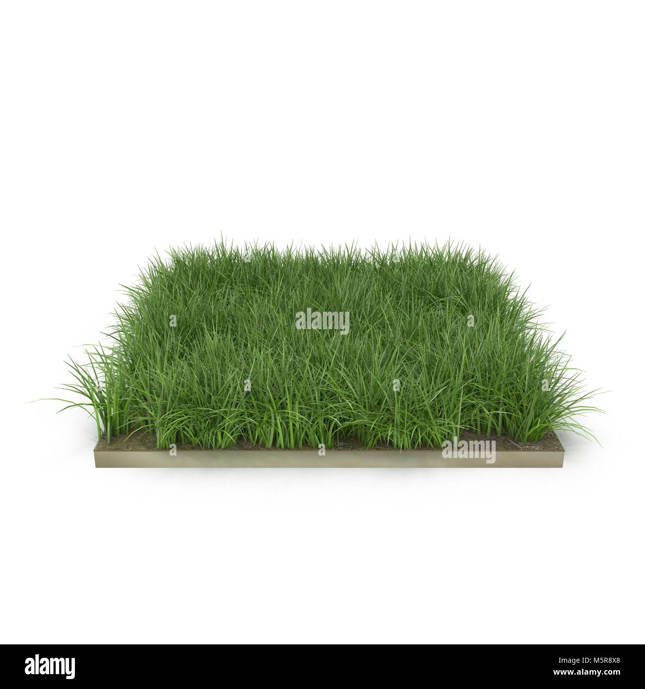 Square of Ryegrass Grass field over white. 3D illustration Stock Photo ...