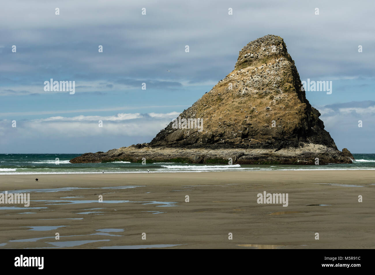The haystack rock just off the coast of Heceta Head is used by many ...