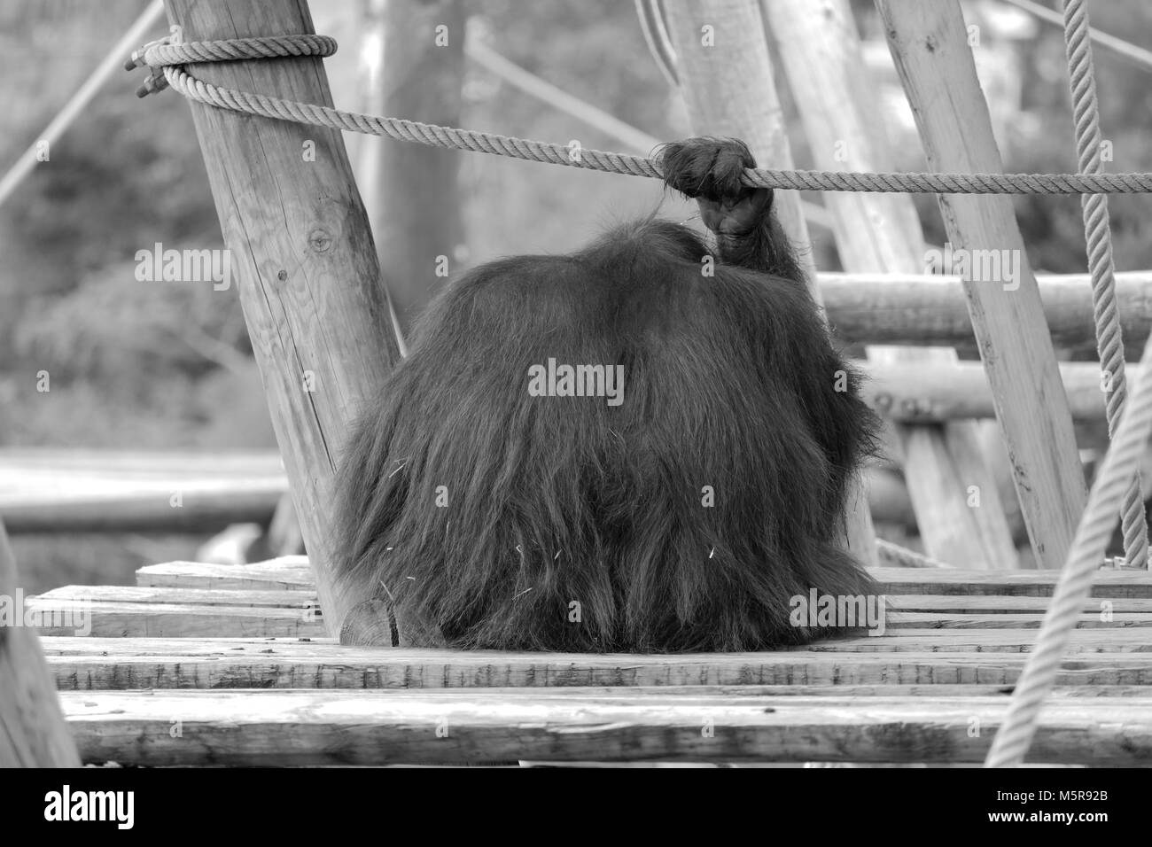 Orangutan Black and White Stock Photos & Images - Alamy