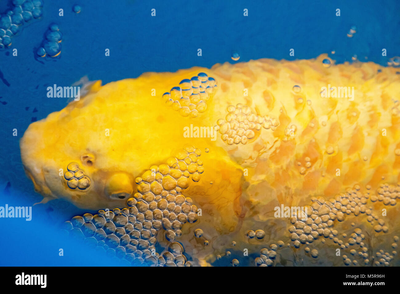 Fortune fish hi-res stock photography and images - Alamy