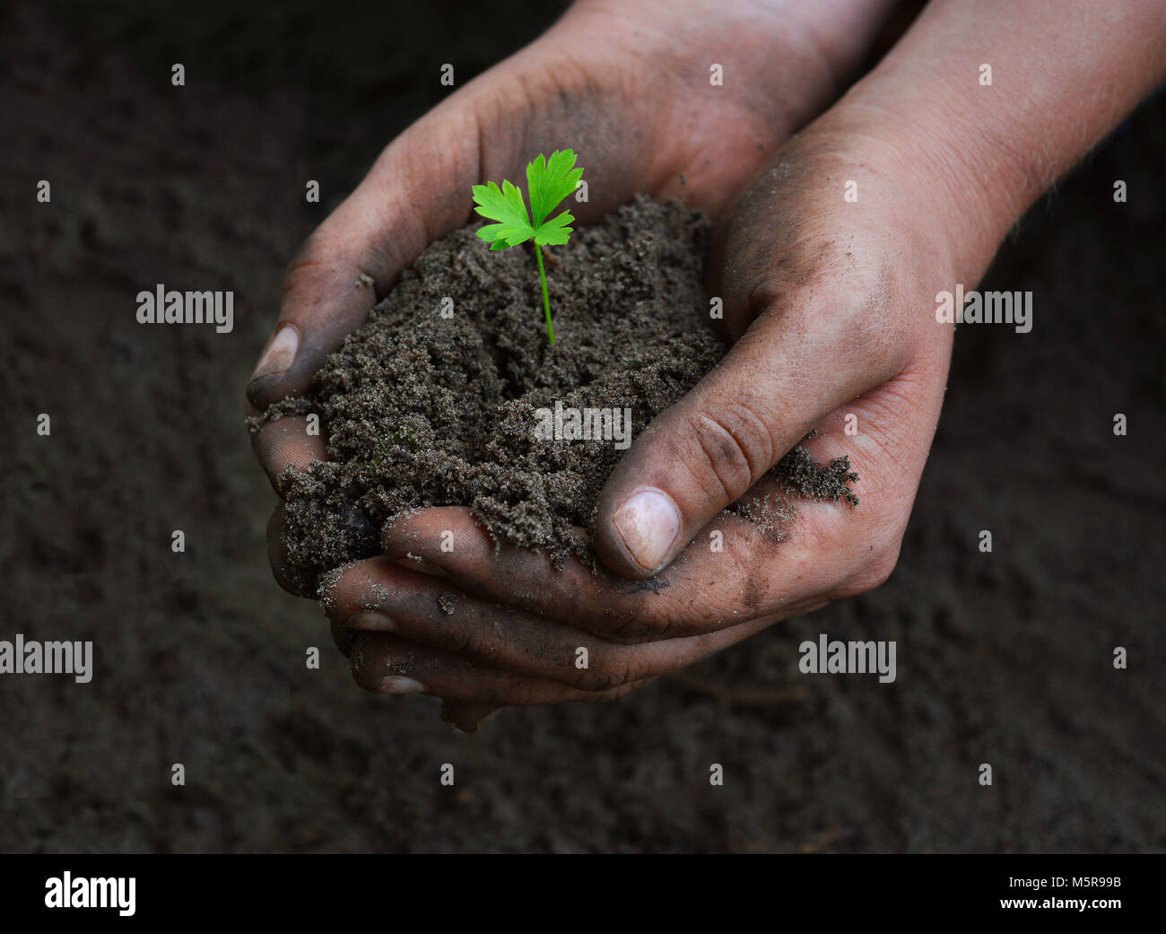 Plant cultivation new life hands hi-res stock photography and images ...