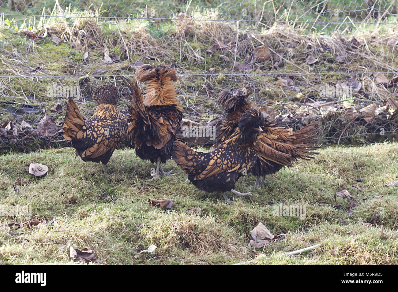 Scruffy Bird High Resolution Stock Photography and Images - Alamy