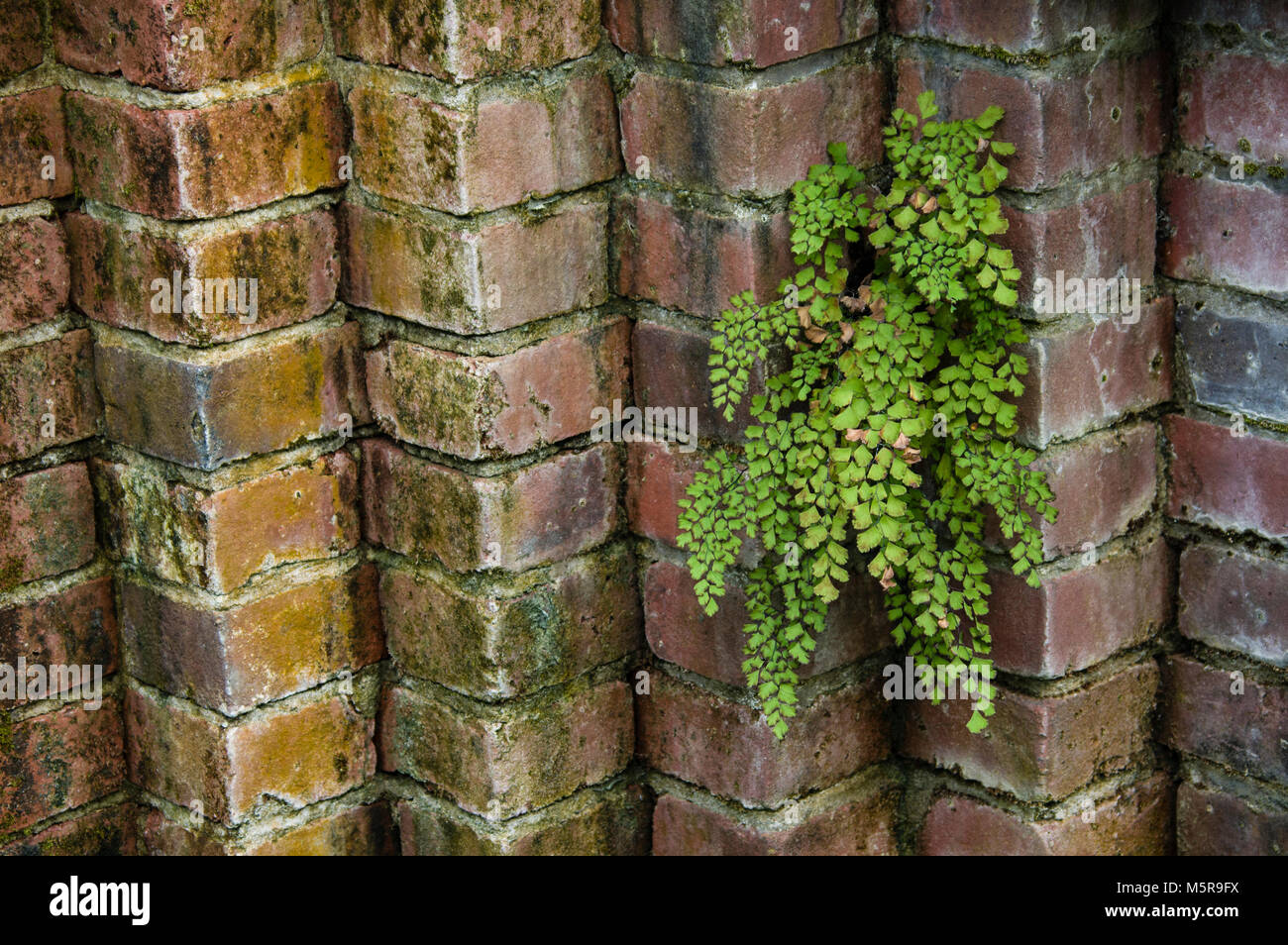 Ornamental bricks hi-res stock photography and images - Alamy