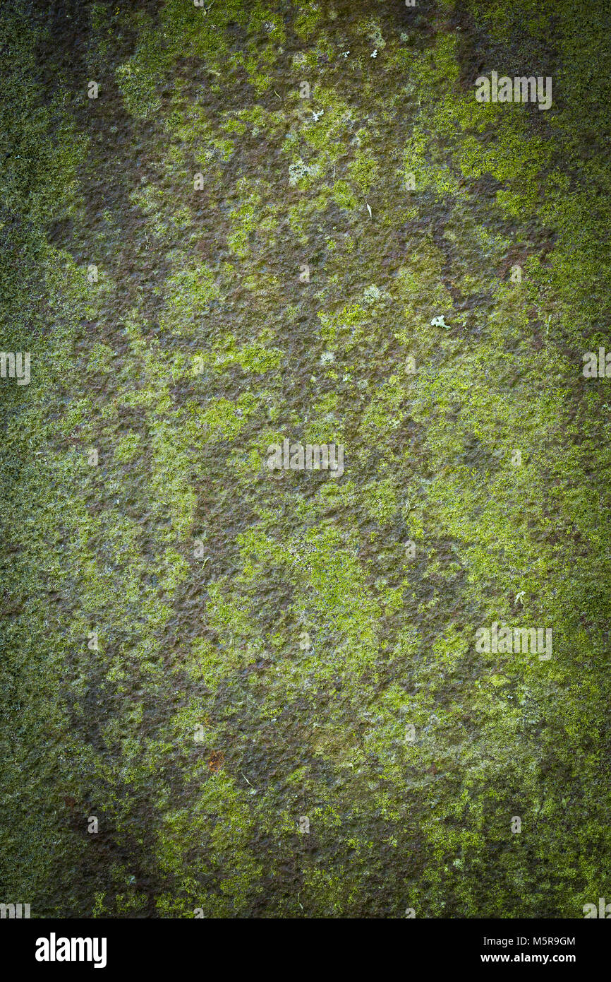 Old rusty metal sheet covered with moss Stock Photo - Alamy