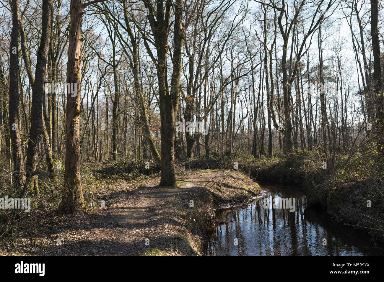 Meandering streamlet floating through forest in winter Stock Photo - Alamy