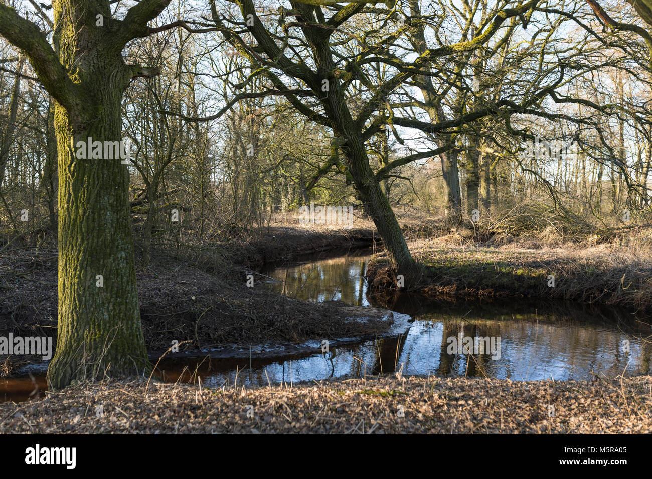 Meandering streamlet floating through forest in winter Stock Photo - Alamy
