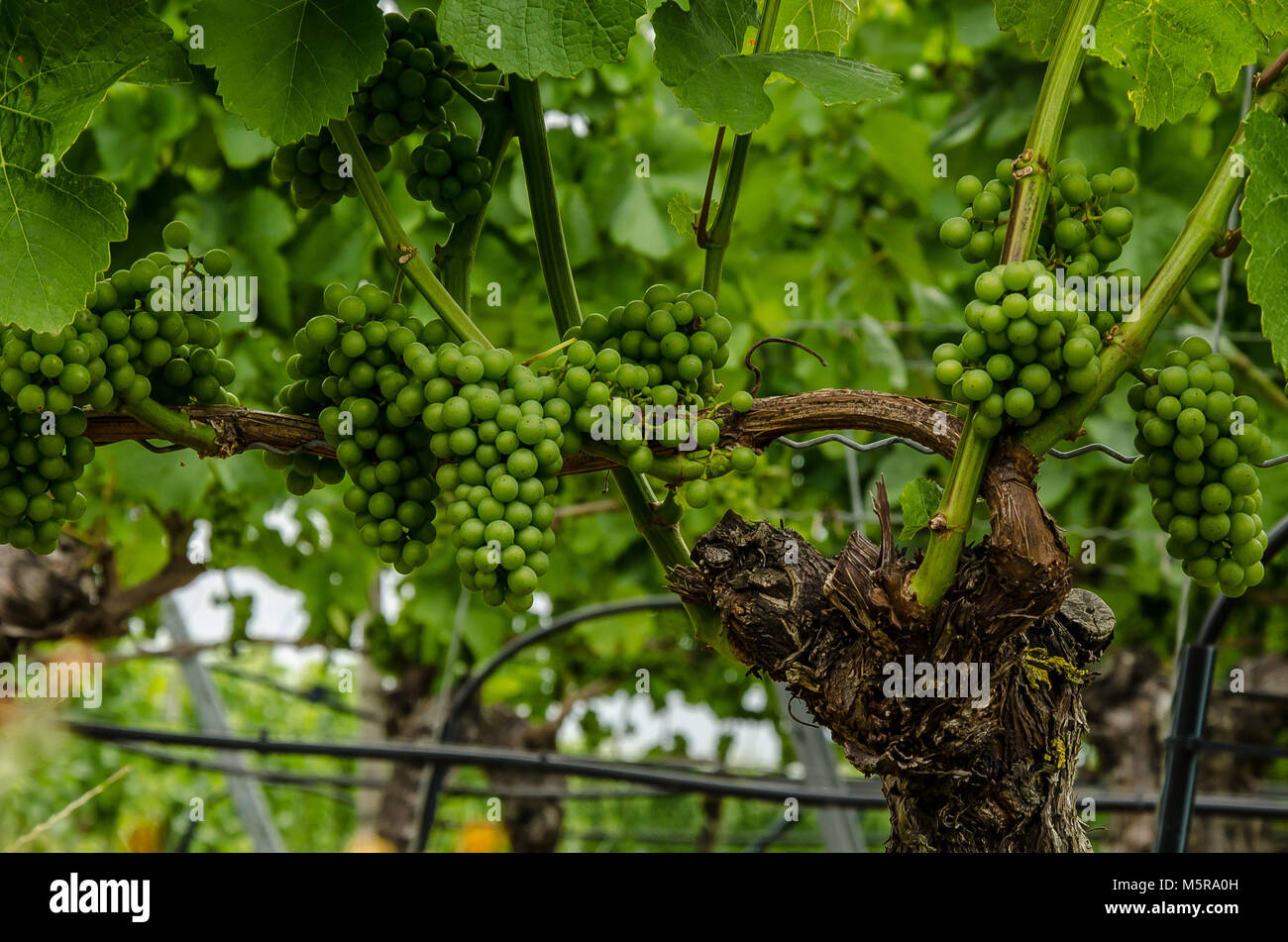 Franconia is a region for quality wine in Germany in the north west of ...