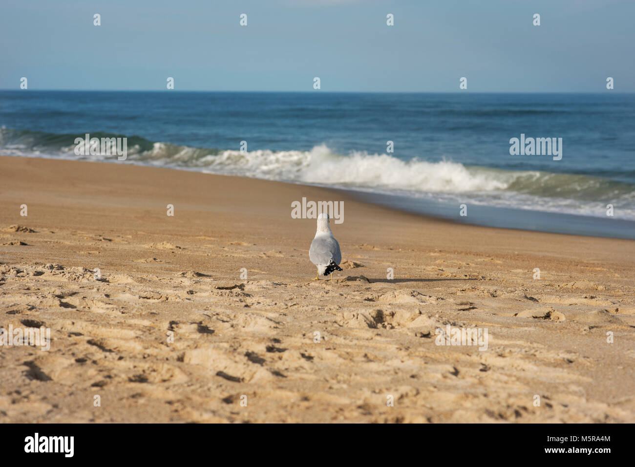 Relaxed seagull on the beach Stock Photo - Alamy