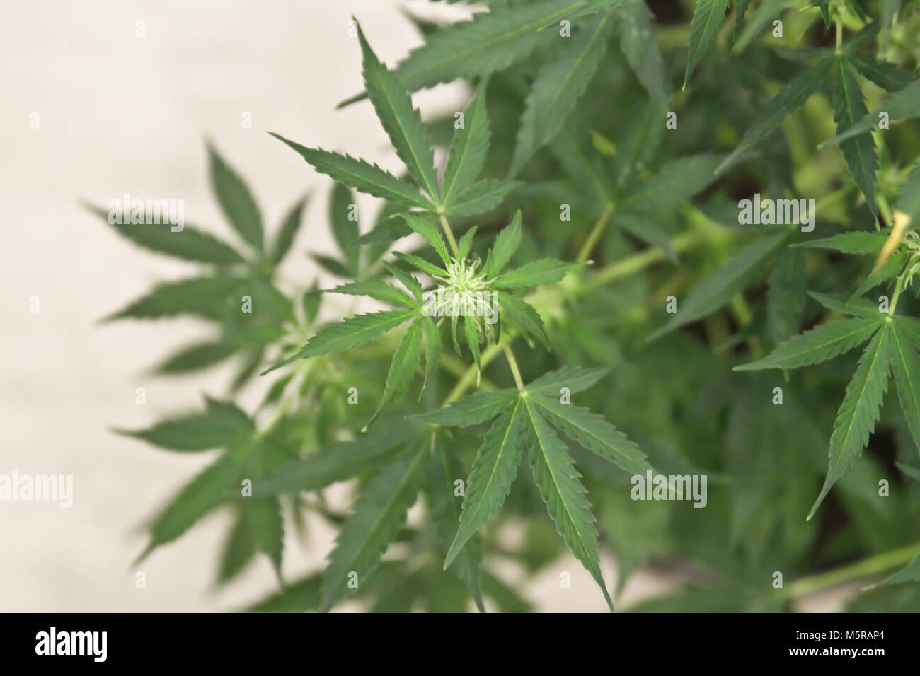 Cannabis plant growing in flowerpot hi-res stock photography and images ...