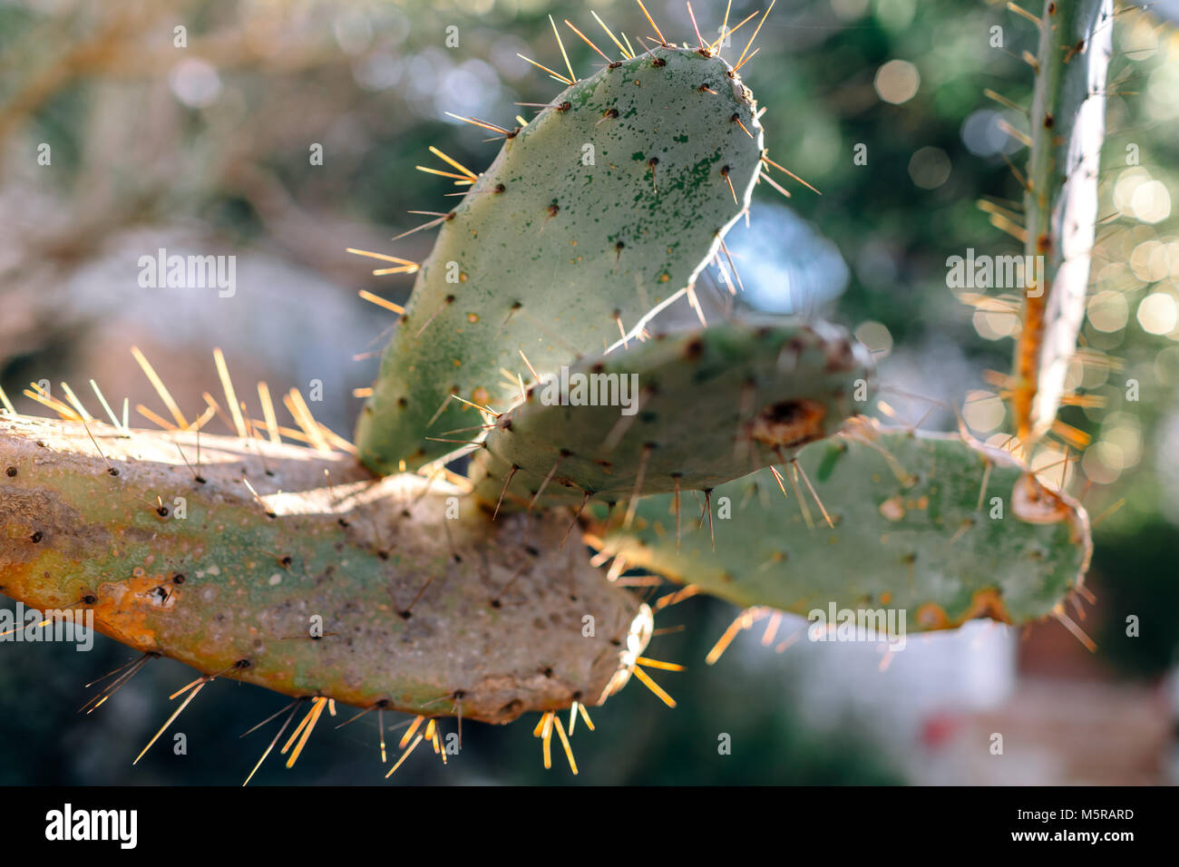Old saguaro cactus hi-res stock photography and images - Alamy