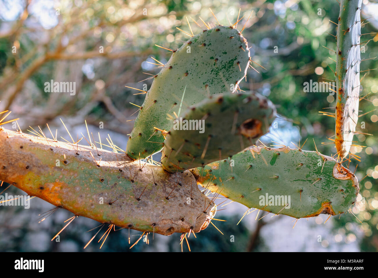 Old Cactus with bokeh background on sunny day Stock Photo - Alamy