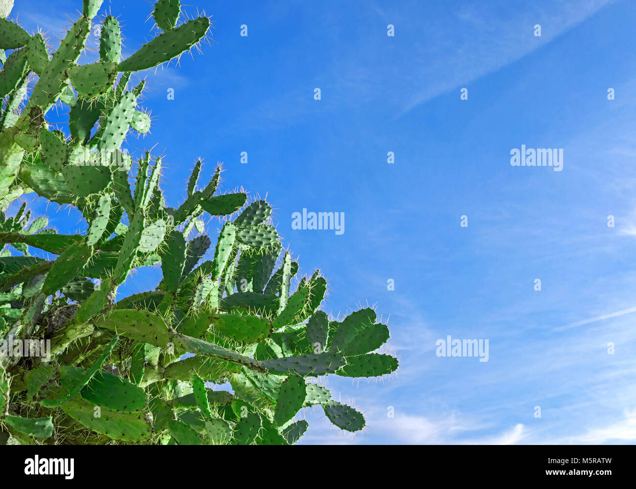 Green Cactus on blue sky background Stock Photo - Alamy