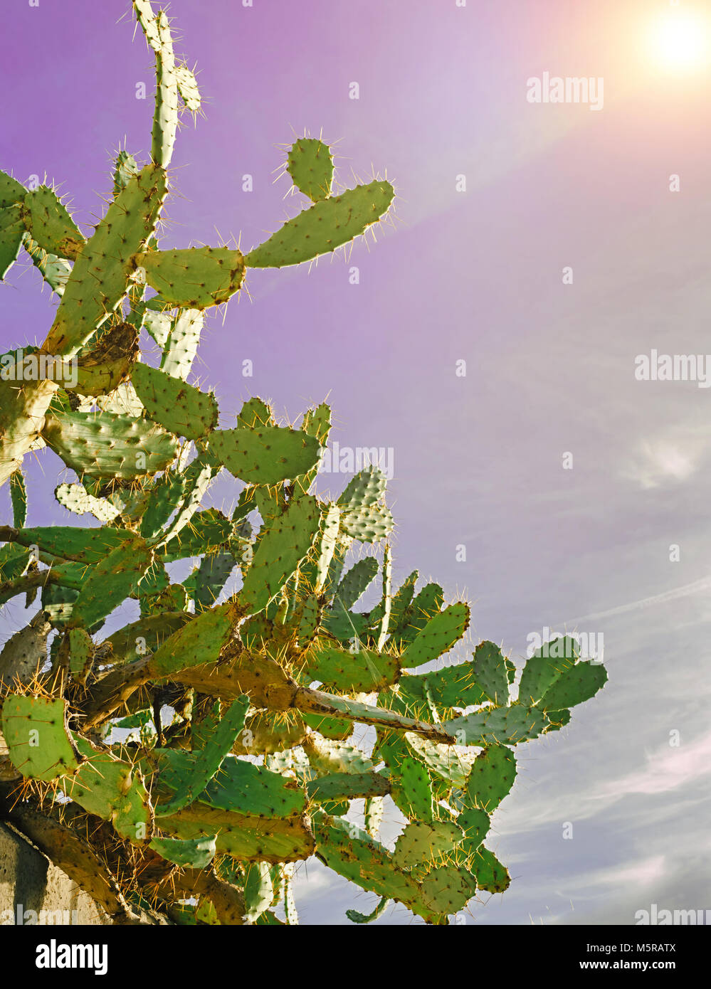 Mexican surrealism hi-res stock photography and images - Alamy