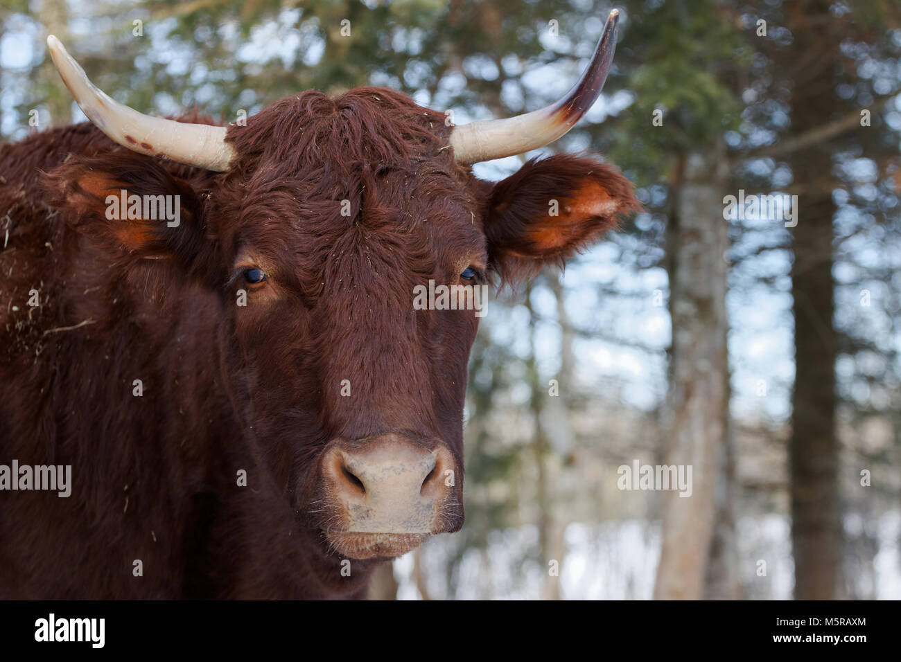 Quebec,Canada. Cattle outside Stock Photo - Alamy