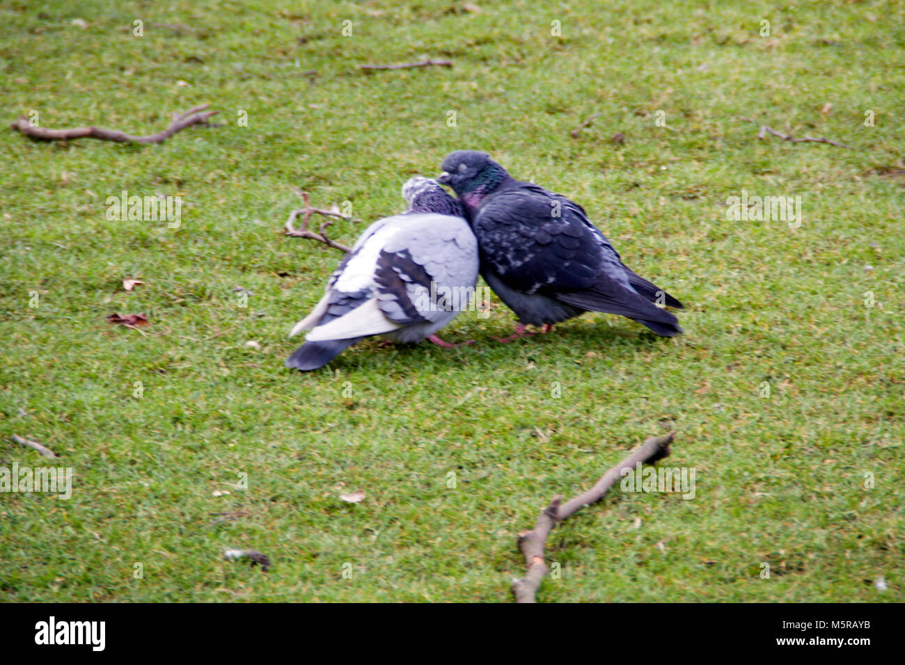 Colour Photograph of a pair of pigeons, London, England, UK. Credit ...