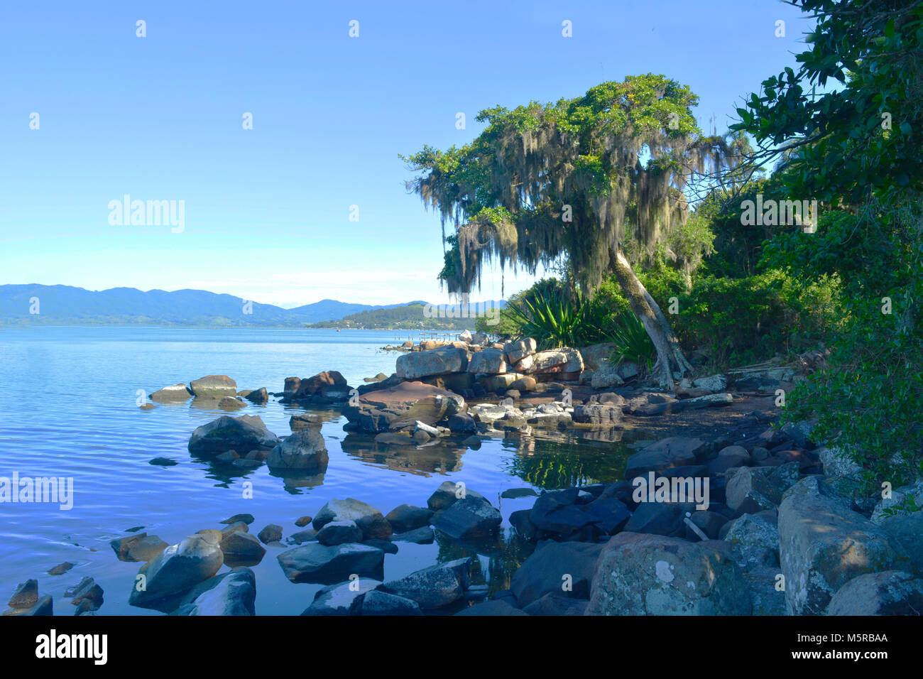 Lake coast with rocks and tree Stock Photo - Alamy
