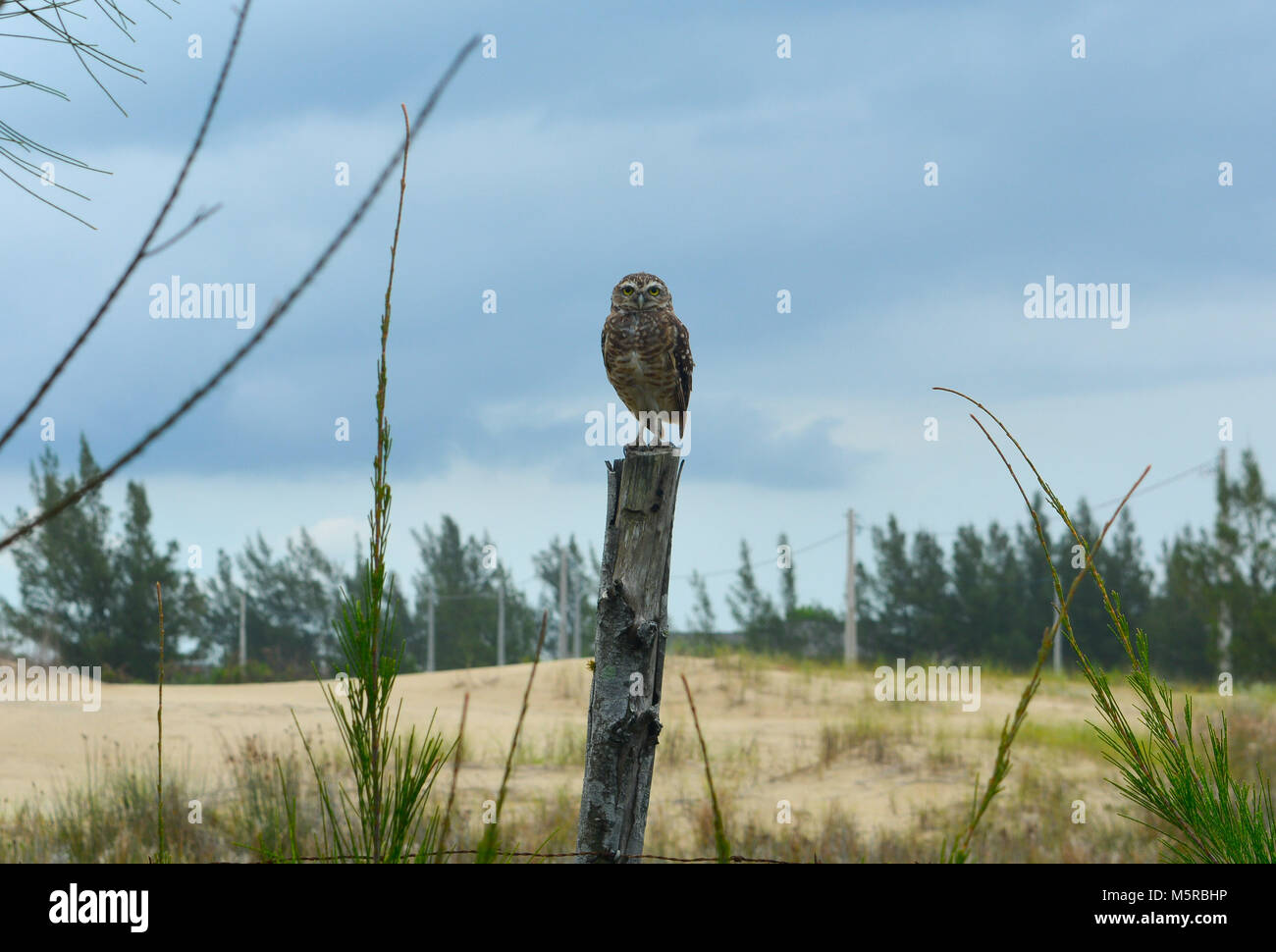 owl stading on tree trunk looking at the camera on the beach Stock ...
