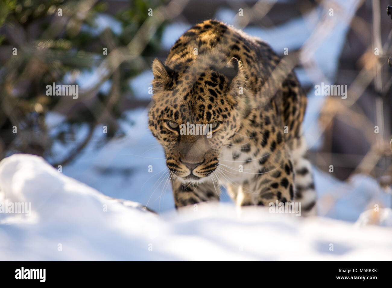 far Eastern leopard in winter the predator is a dangerous animal Stock ...