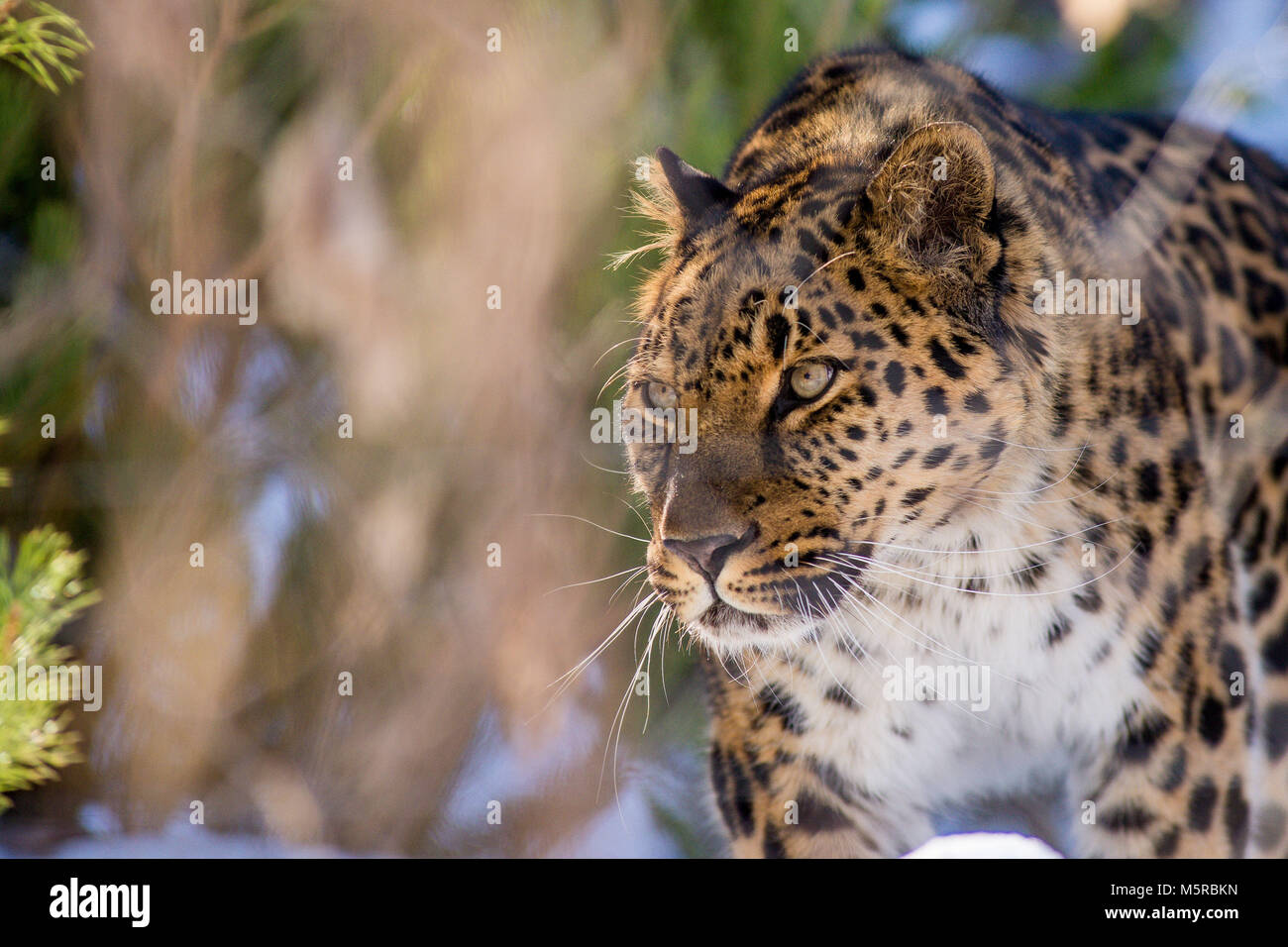 far Eastern leopard in winter the predator is a dangerous animal Stock ...