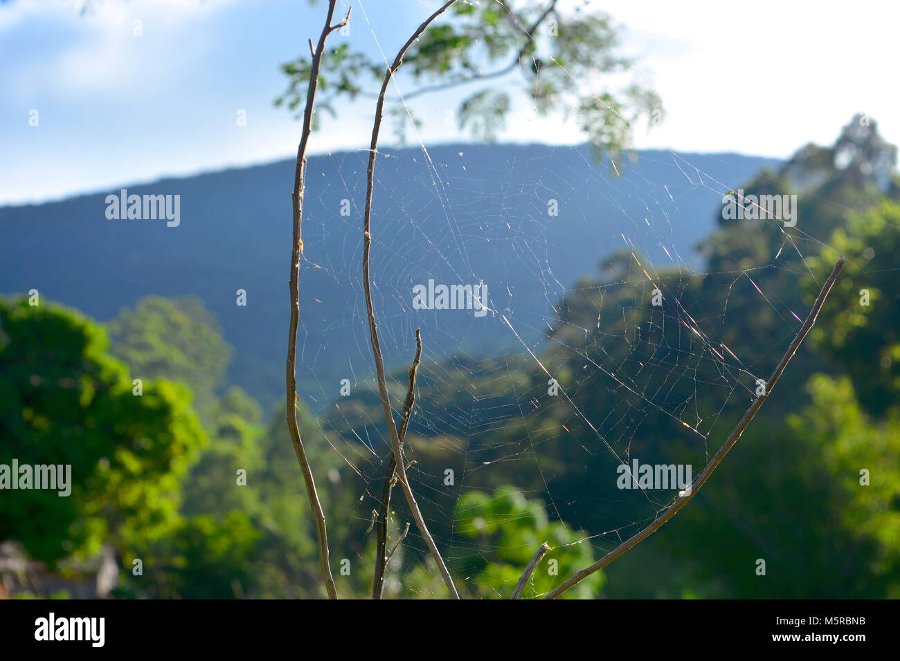 Spider web on forest Stock Photo - Alamy