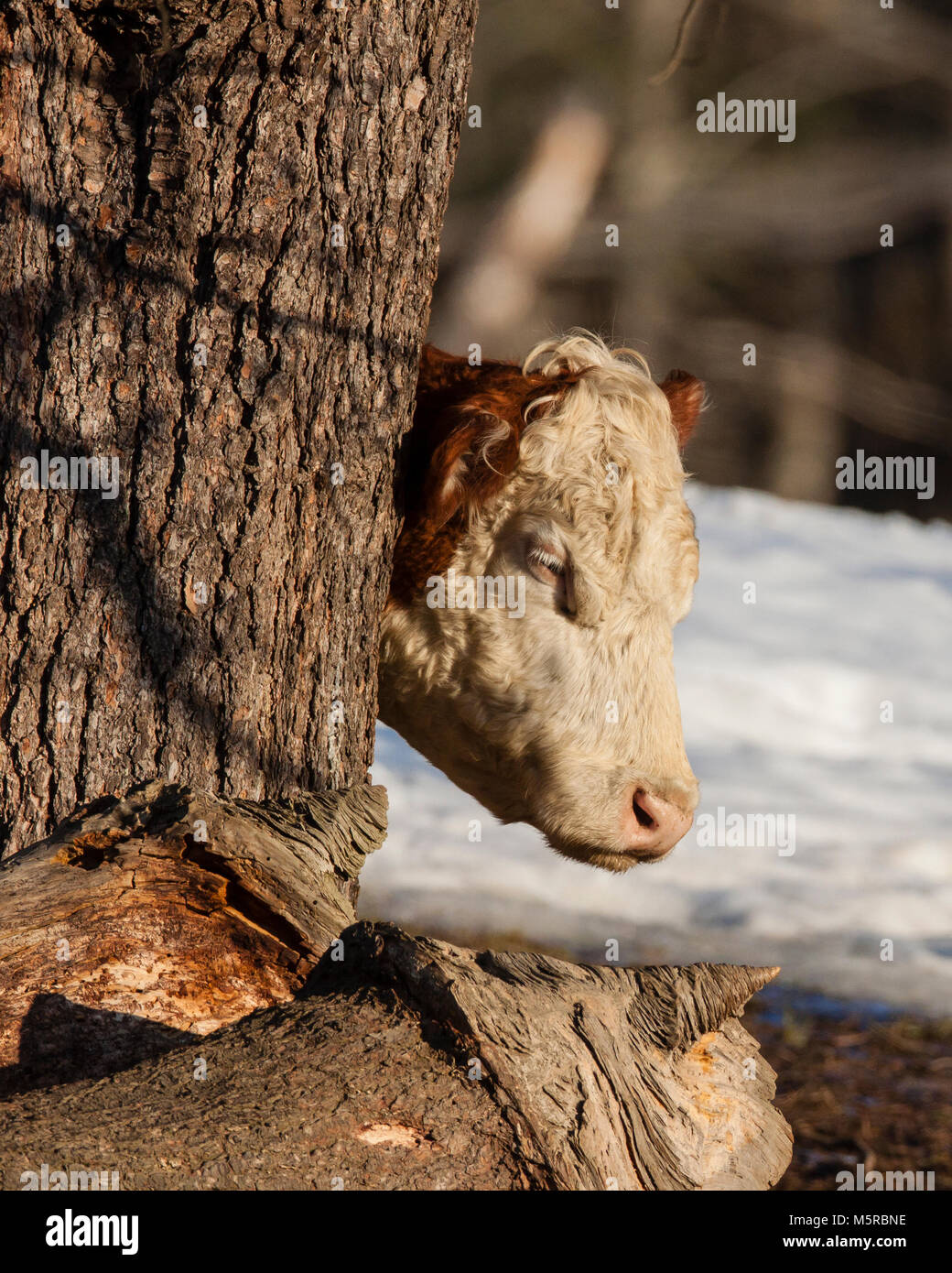 Beef steer in pasture Stock Photo - Alamy