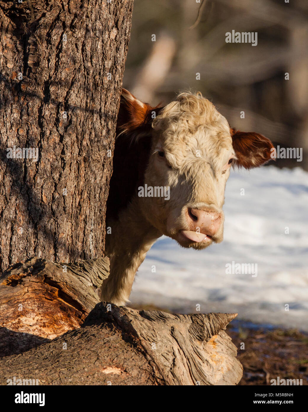 Beef steer in pasture Stock Photo - Alamy