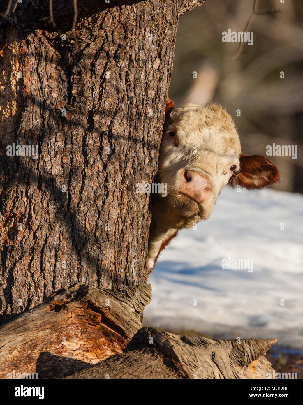 Beef steer in pasture Stock Photo - Alamy