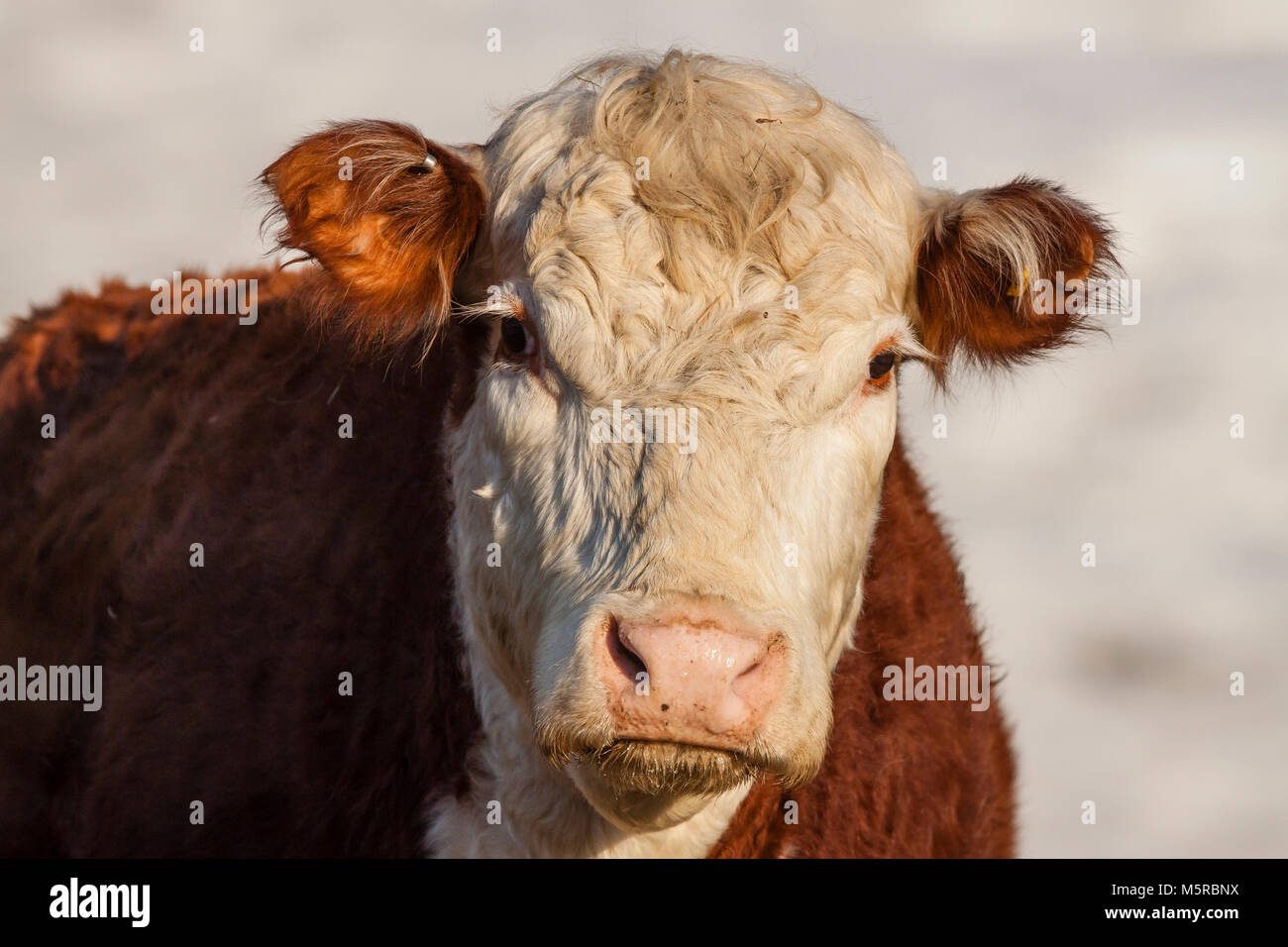 Beef steer in pasture Stock Photo - Alamy