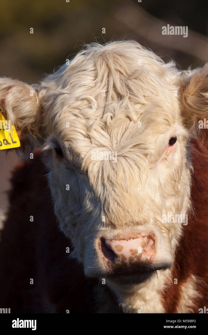 Beef steer in pasture Stock Photo - Alamy