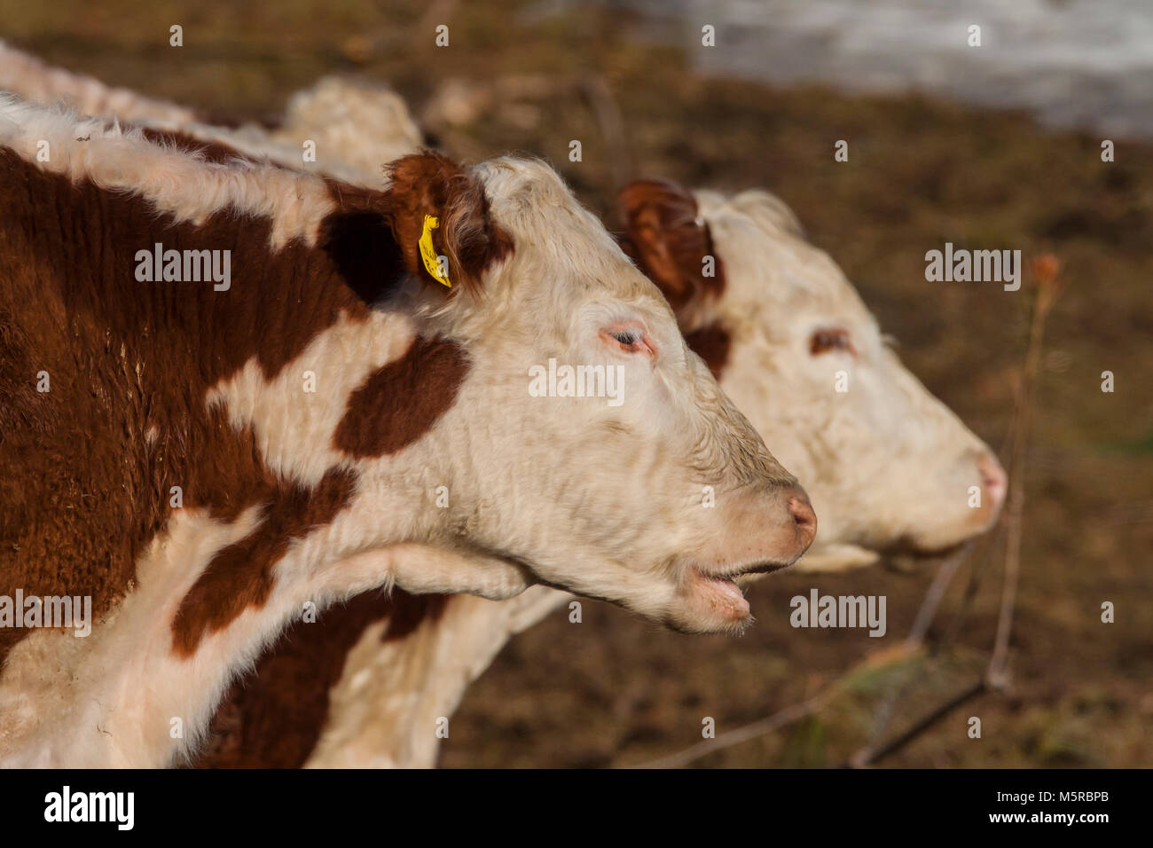 Beef steer in pasture Stock Photo - Alamy