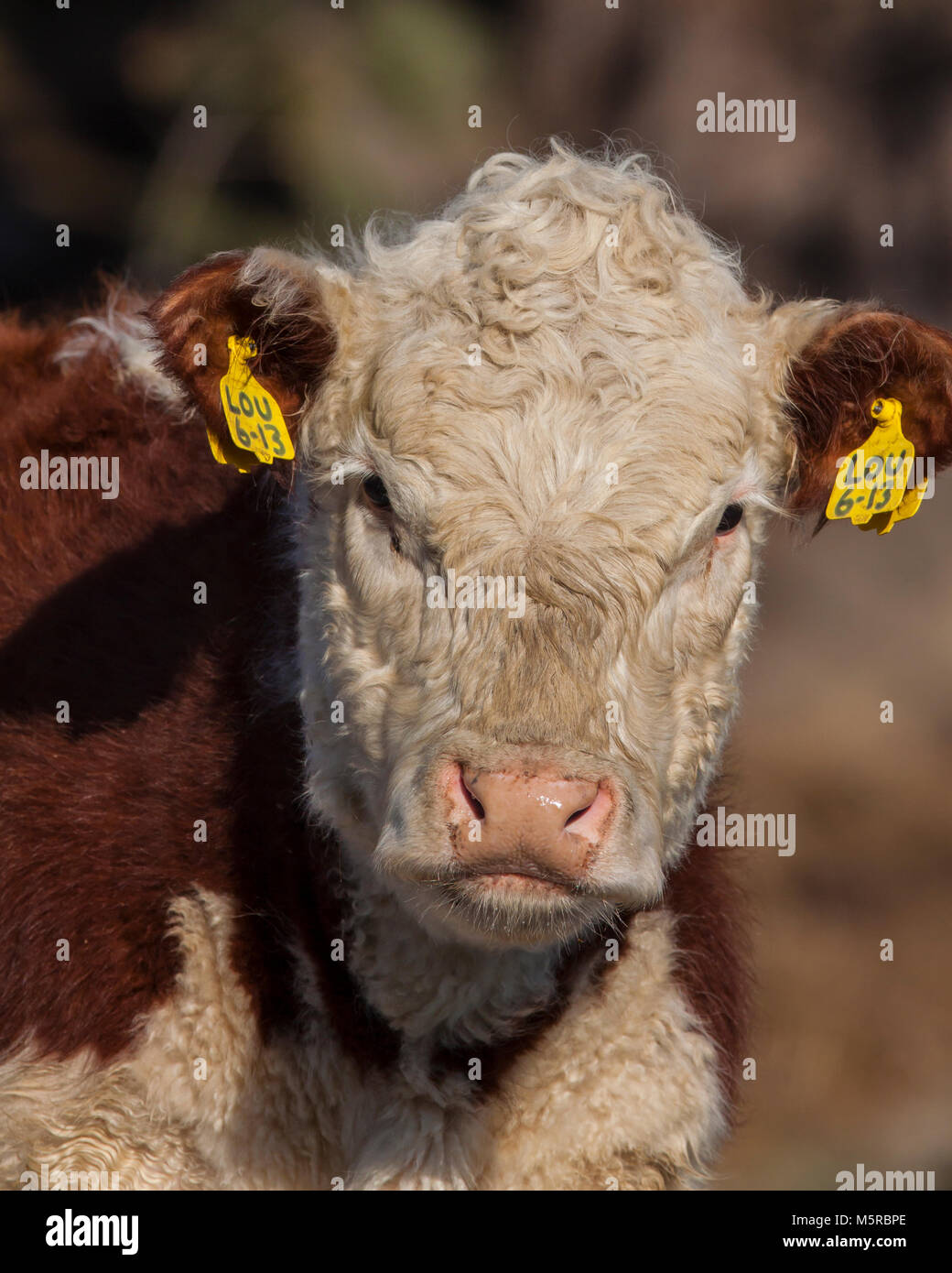 Beef steer in pasture Stock Photo - Alamy