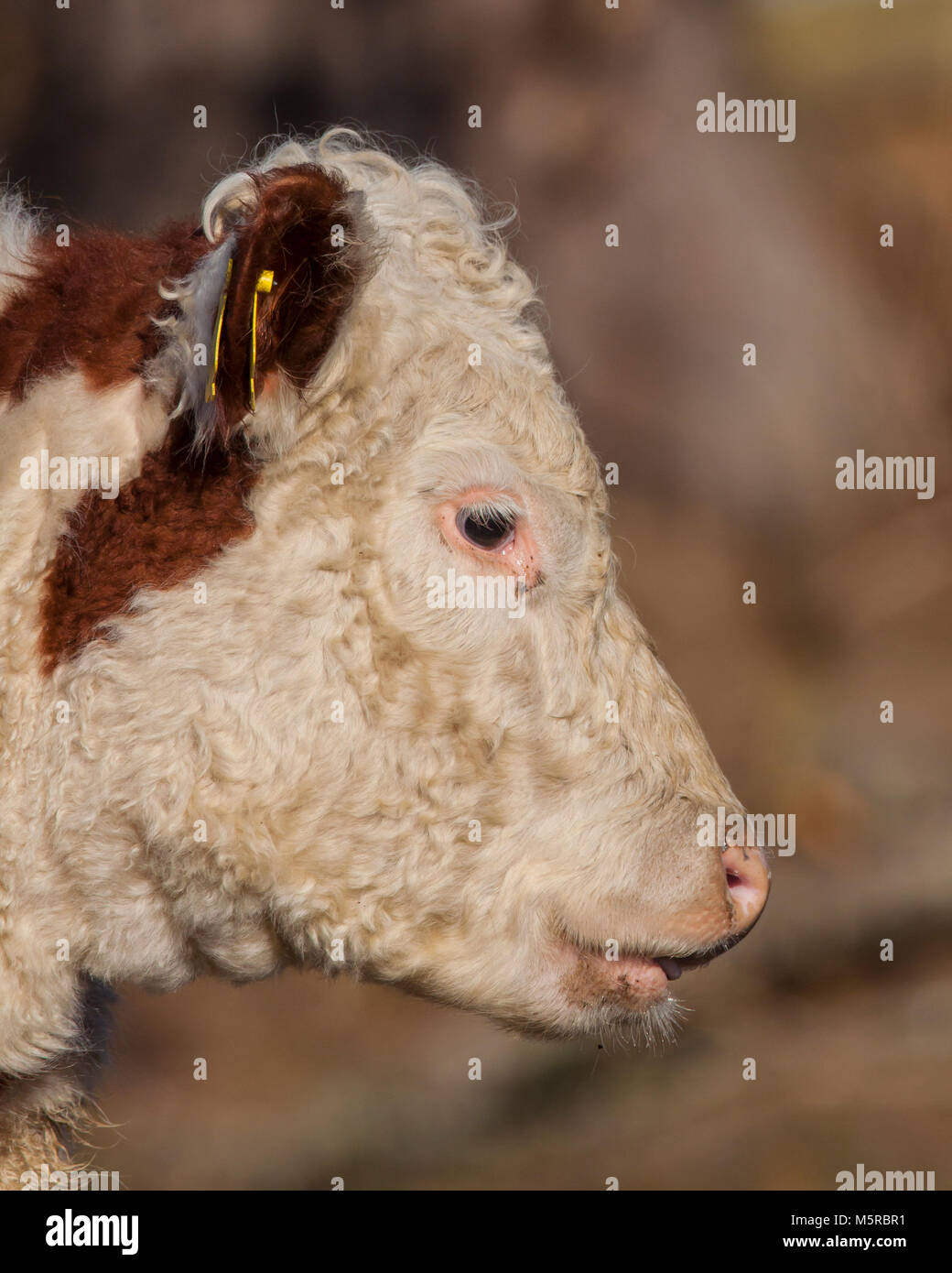 Beef steer in pasture Stock Photo - Alamy