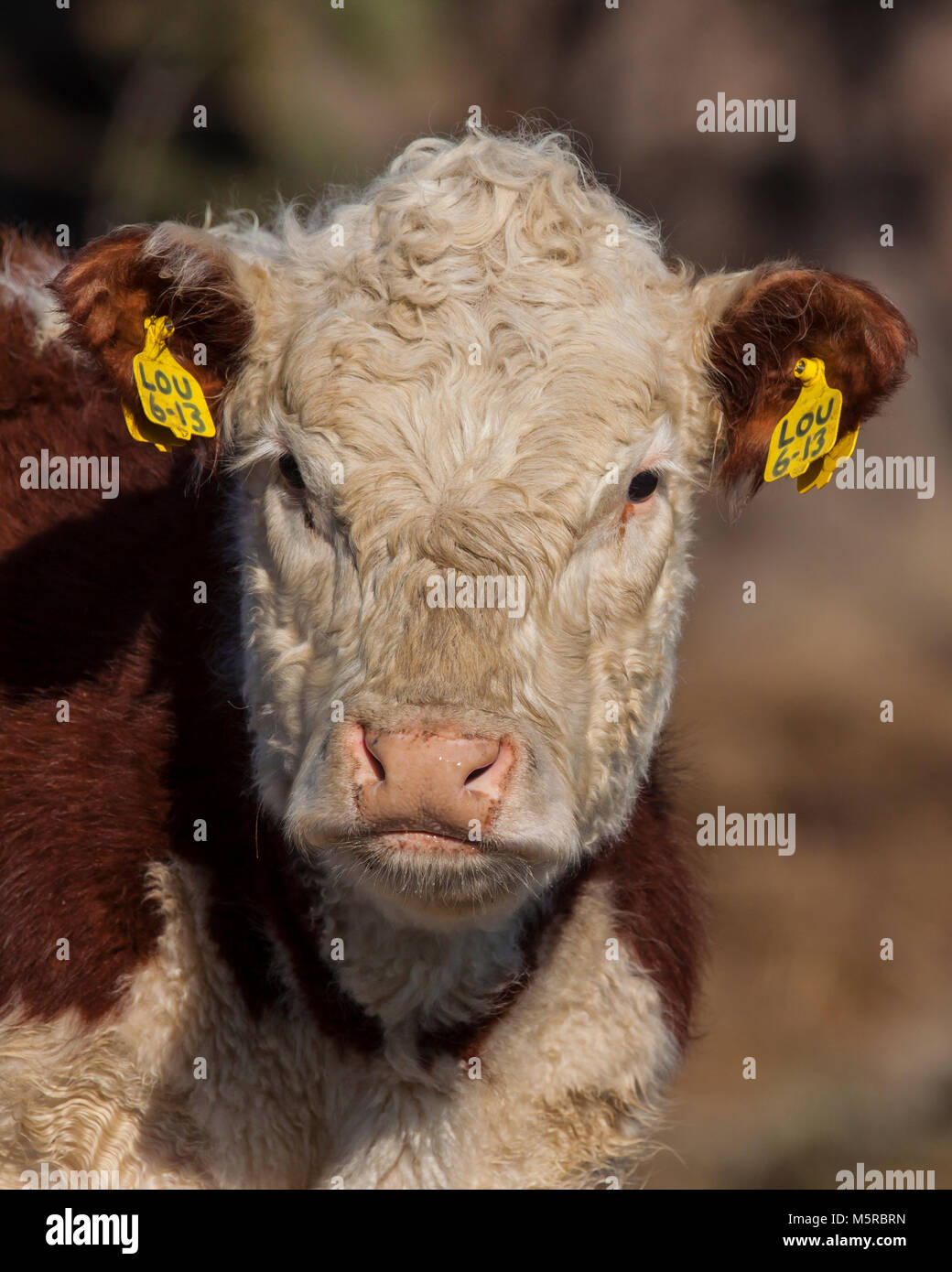 Beef steer in pasture Stock Photo - Alamy
