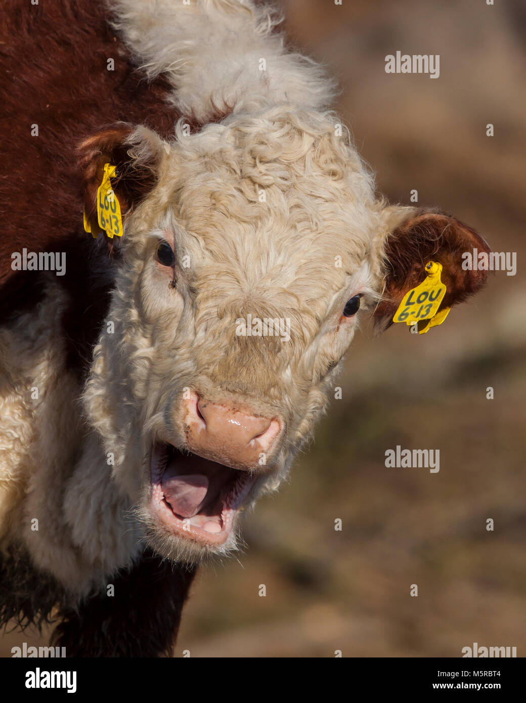 Beef steer in pasture Stock Photo - Alamy