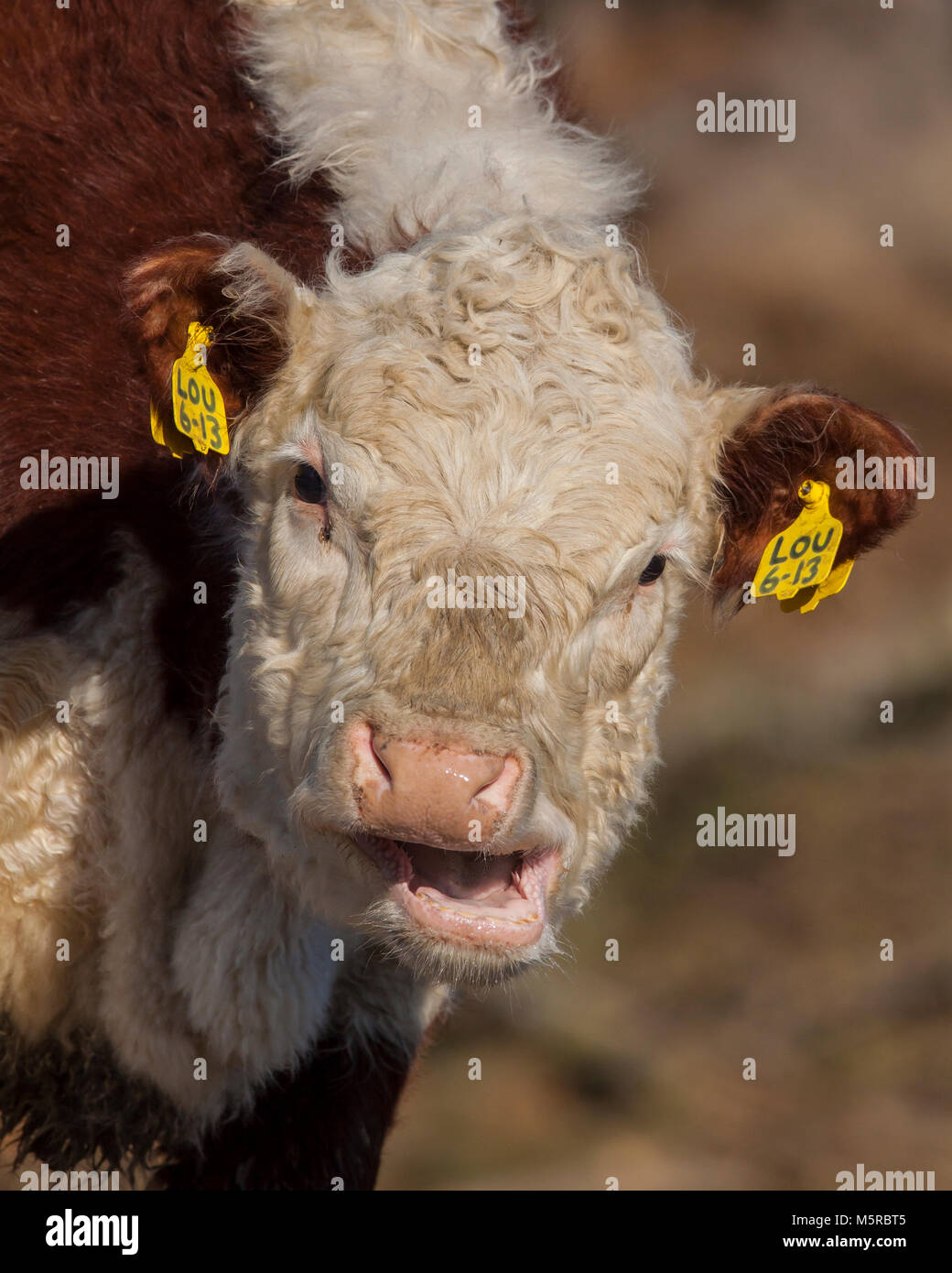 Beef steer in pasture Stock Photo - Alamy