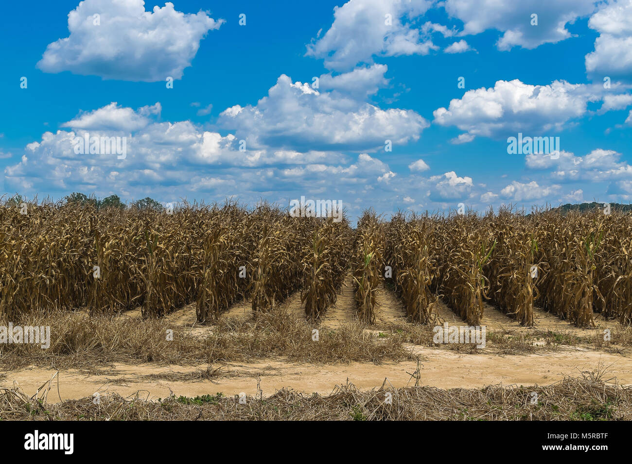 Commercial corn field hi-res stock photography and images - Alamy