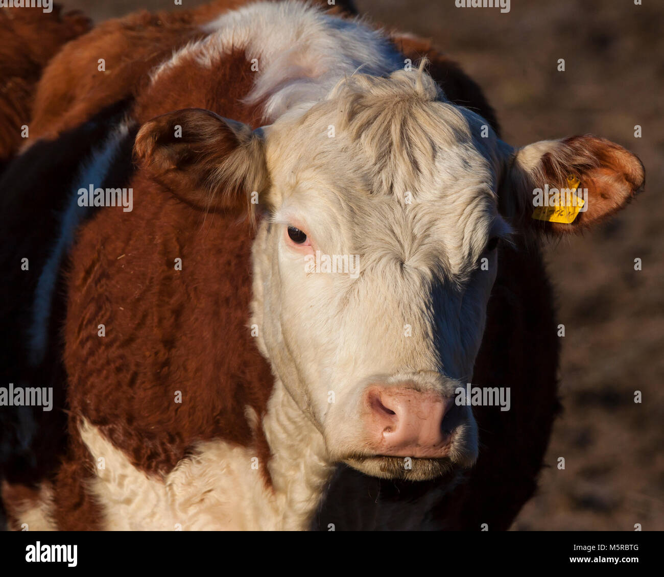 Beef steer in pasture Stock Photo - Alamy