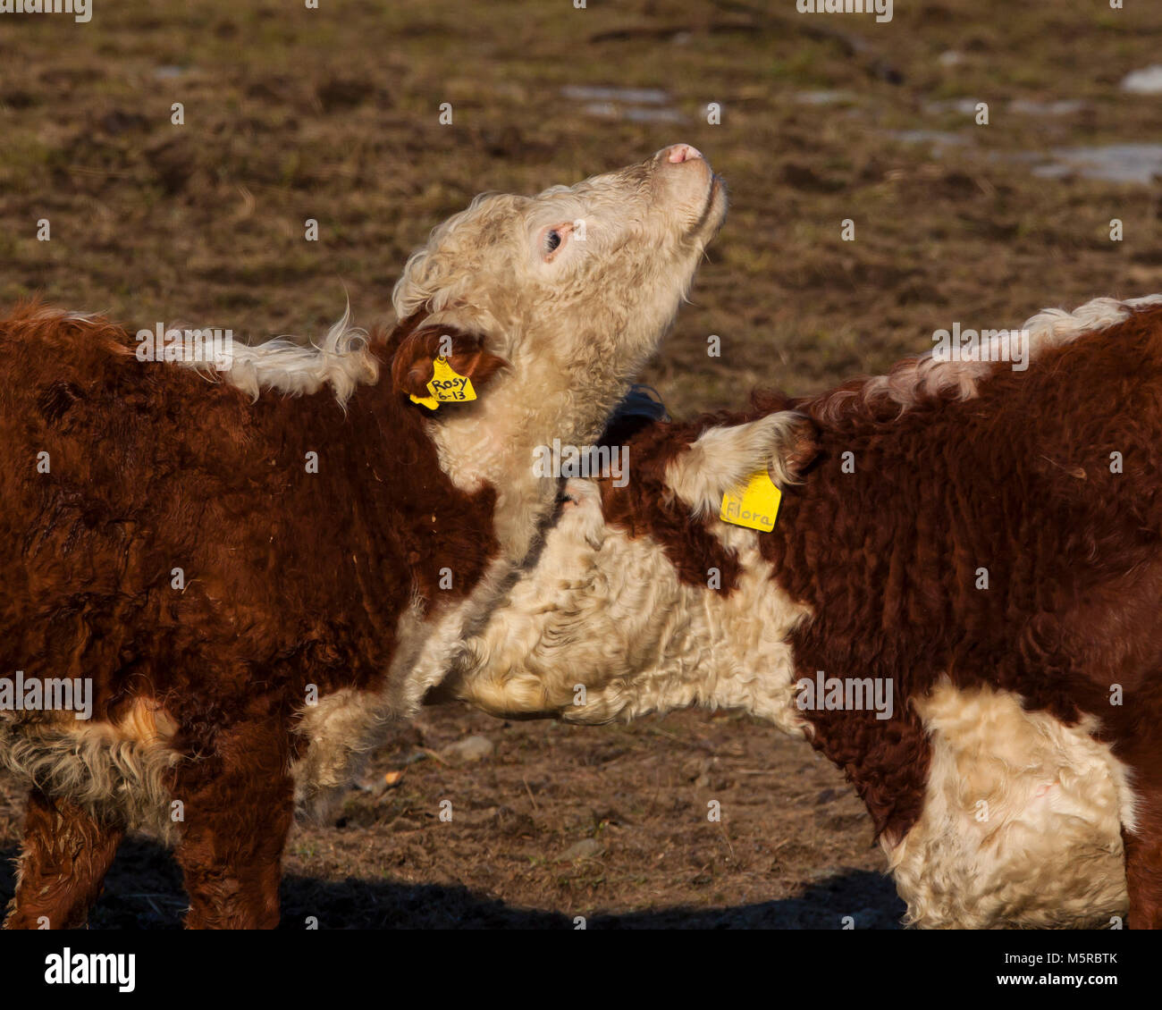 Beef steer in pasture Stock Photo - Alamy