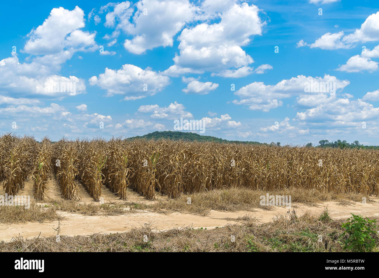 Commercial corn field hi-res stock photography and images - Alamy