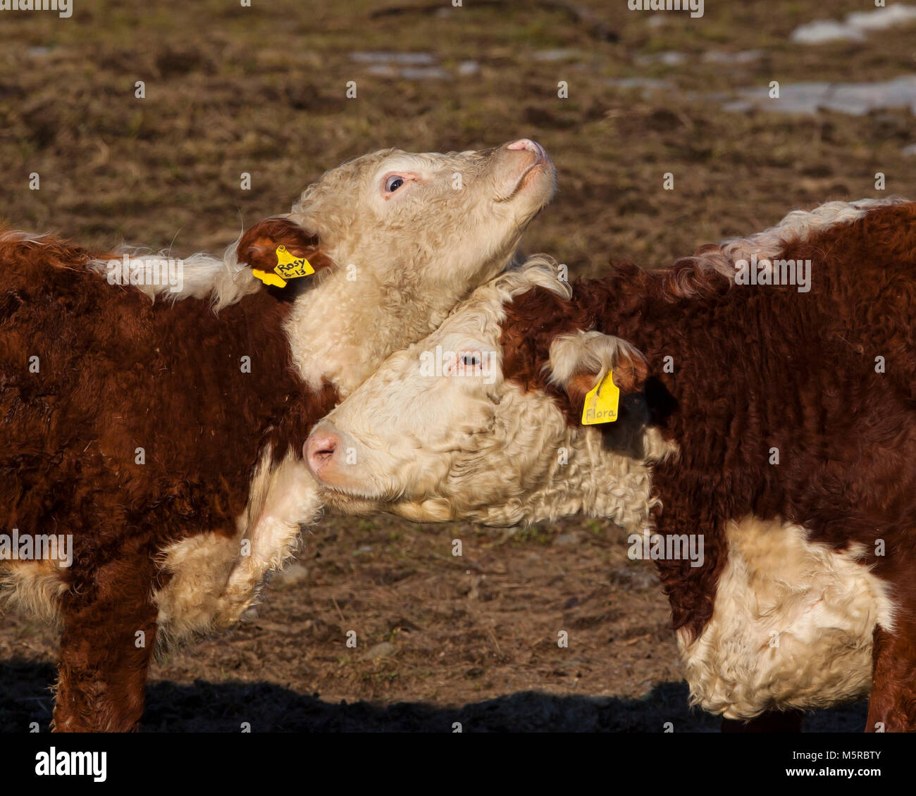 Beef steer in pasture Stock Photo - Alamy