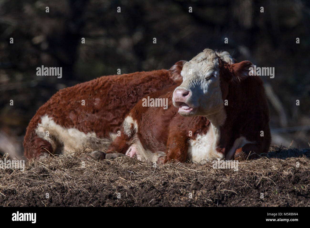 Beef steer in pasture Stock Photo - Alamy