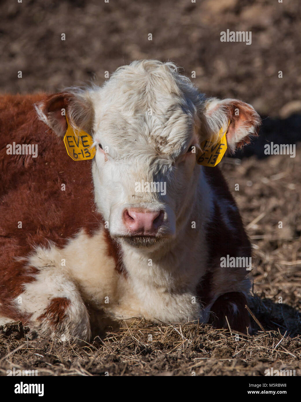 Beef steer in pasture Stock Photo - Alamy